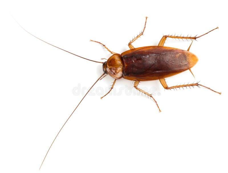 Cockroach Droppings Cleanup in Alabama - Bio-One Alabama