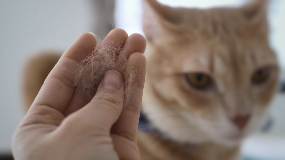 How To Clean Up Cat Pee - Bio-One Alabama