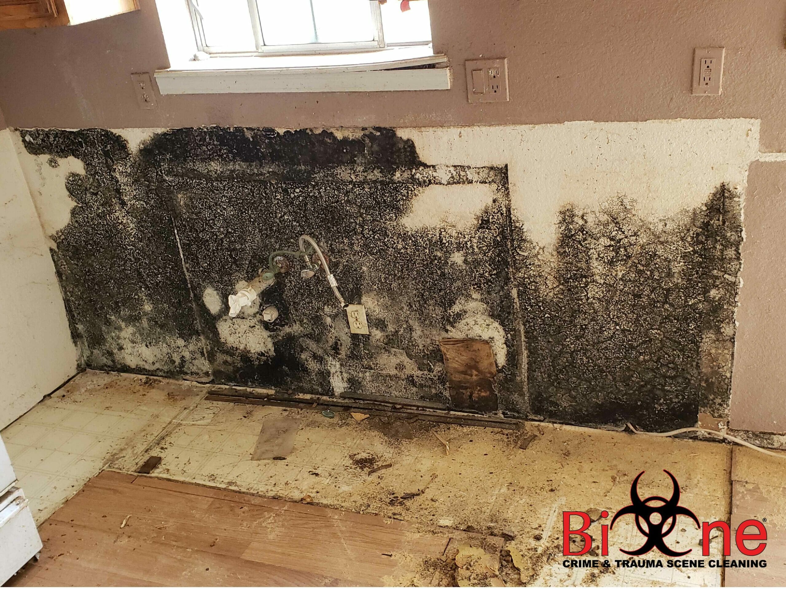 How To Remove Mold The Right Way - Bio-One Alabama